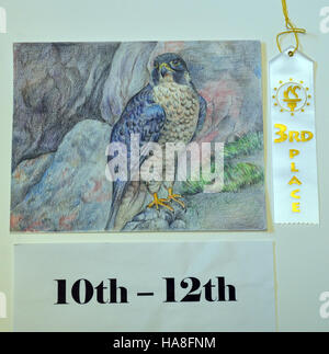 Peregrine falcon in its natural habitat in Denmark Stock Photo - Alamy