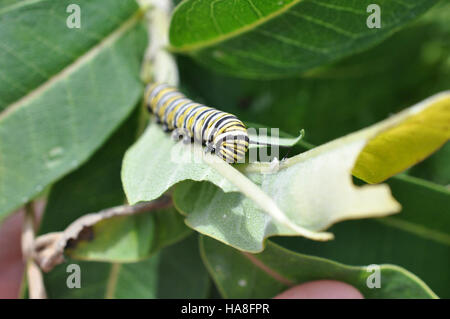 Monarch Caterpillar at Genoa National Fish Hatchery in Wisconsin Stock ...