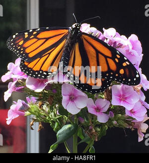 A Monarch butterfly is seen in Minnesota, showcasing its distinctive ...