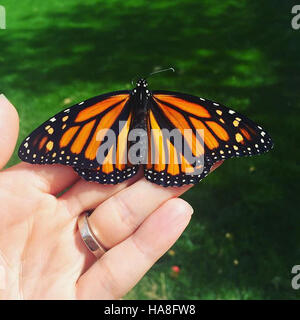 This photograph captures a Monarch butterfly in Minnesota, illustrating ...