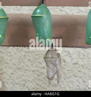 This image shows Monarch butterfly chrysalises in California, captured ...