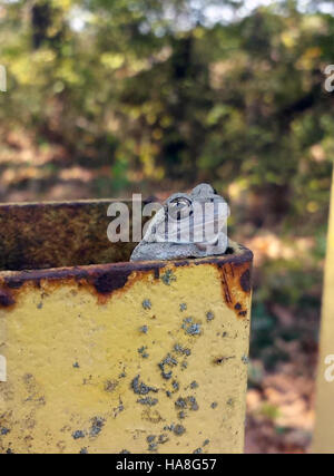 Tree Frog at Mingo National Wildlife Refuge Stock Photo - Alamy