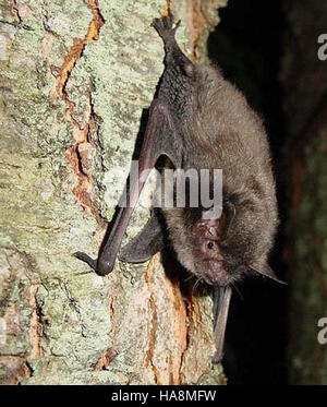 Indiana bat. Indiana bat Stock Photo - Alamy