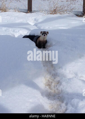 The black-footed ferret, a species protected under the U.S. Fish and ...