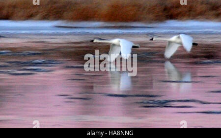 Trumpeter Swans are a key species at Seedskadee National Wildlife ...