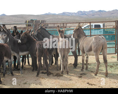 A wild burro in the Nevada desert Stock Photo - Alamy