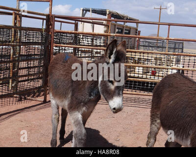 Yearling wild burros from the Bullfrog Herd Management Area in Nevada ...