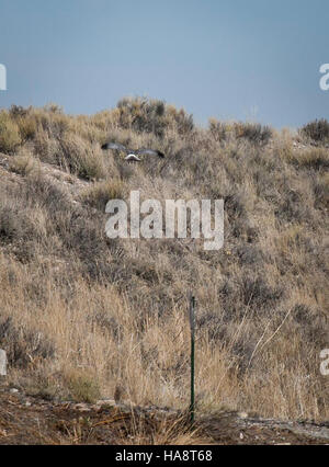 Northern hawk-owl with prey great tit Stock Photo - Alamy