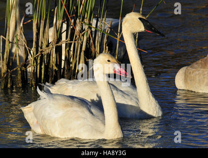A Trumpeter Swan is spotted at Seedskadee National Wildlife Refuge, a ...