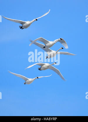 Trumpeter Swans are seen at Seedskadee National Wildlife Refuge, an ...