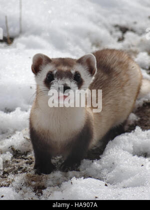 Efforts to protect the endangered black-footed ferret are ongoing in ...