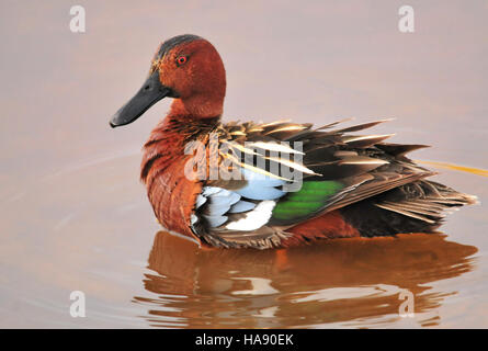 A Cinnamon Teal is spotted at Seedskadee National Wildlife Refuge ...