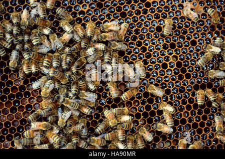 Honey bees play a crucial role in pollination at national parks ...