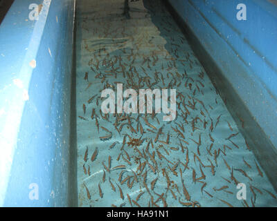 Leadville National Fish Hatchery, located in Colorado, works to restore ...