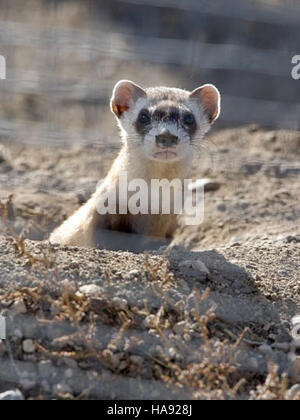 The National Black-footed Ferret Conservation Center works on breeding ...