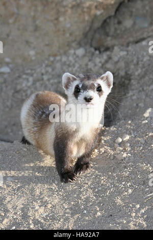 The Black-footed Ferret, one of North America's most endangered mammals ...