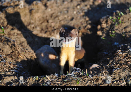 The long-tailed weasel, a small carnivorous mammal, was observed in ...