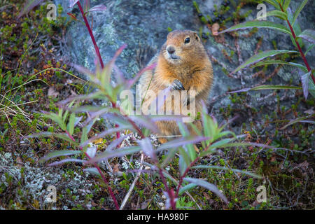 Arctic ground squirrel seen in northern Canada in the wild with close ...