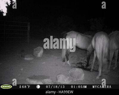 This image shows the Seaman Herd Area Emergency Gather in Nevada, where ...