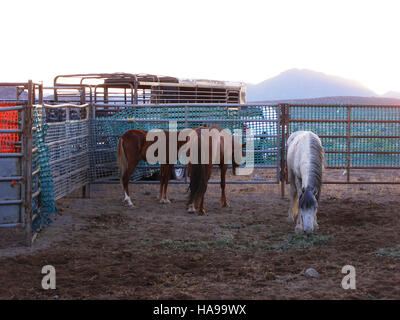 An emergency gather operation was conducted at the Seaman Herd Area in ...