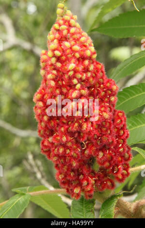 Staghorn sumac, a native shrub, is found in various National Parks ...