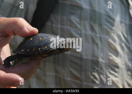 Spotted turtle - Clemmys guttata Stock Photo - Alamy