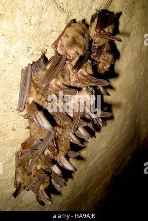 The Virginia Big-Eared Bat, a rare species, benefits from conservation ...