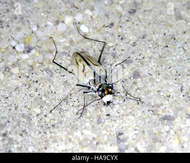 The Northeastern Beach Tiger Beetle is an endangered species found ...