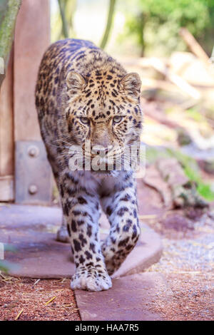 Leopard walking towards the camera Stock Photo - Alamy