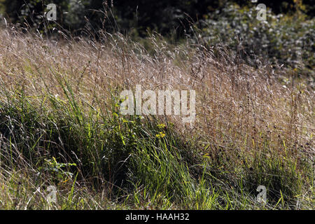 Surrey England Box Hill Long Grasses Stock Photo - Alamy