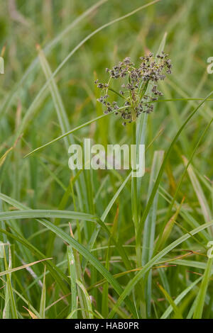 Wald-Simse, Waldsimse, Simse, Scirpus sylvaticus, Wood Club Rush ...