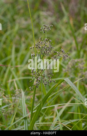 Wald-Simse, Waldsimse, Simse, Scirpus sylvaticus, Wood Club Rush ...