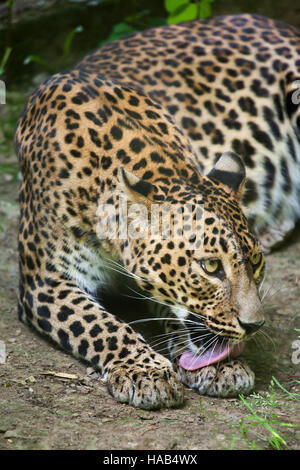 Asian Leopard known as Panthera pardus kotiya in latin, in Yala, Sri ...
