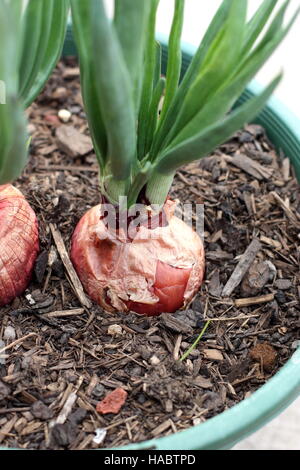 Growing red onions in a pot Stock Photo - Alamy