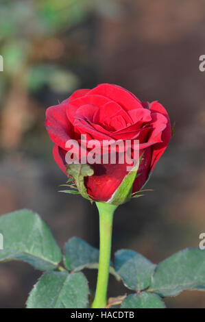 Red Olympiad hybrid tea rose with green leaves and stems Stock Photo ...