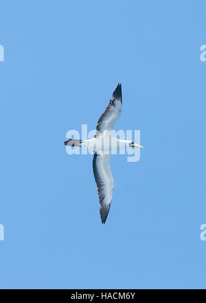 Masked booby (Sula dactylatra) flying over the Atlantic ocean near ...