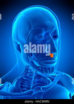 Illustration of the depressor septi nasi muscle Stock Photo - Alamy