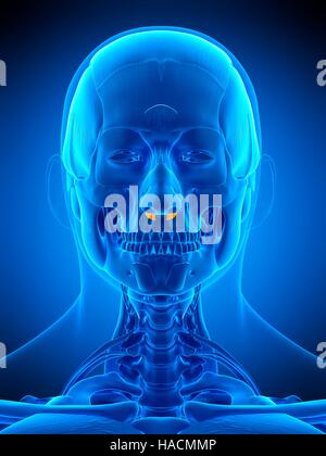 Illustration of the nasalis alar muscle Stock Photo - Alamy