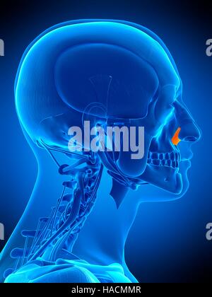 Illustration of the nasalis alar muscle Stock Photo - Alamy