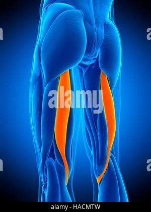 Illustration of the semitendinosus muscle Stock Photo: 126898936 - Alamy