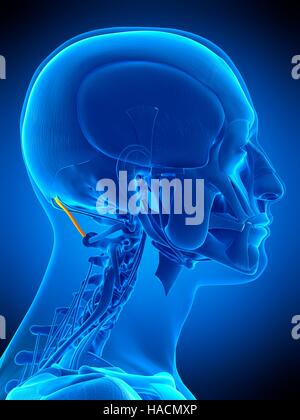 Illustration of the rectus capitis posterior major muscles Stock Photo ...