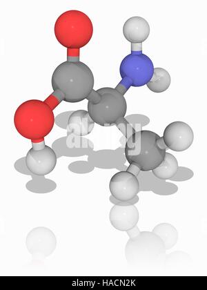 L-(+) alanine molecule, ball and stick molecular model. The L ...