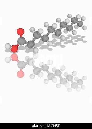 Capric acid. Molecular model of the saturated fatty acid known as ...