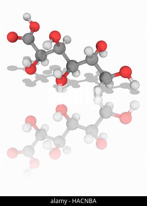 Gluconic acid. Molecular model of the organic compound gluconic acid ...
