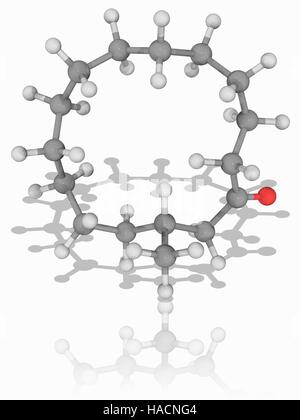 Muscone. Molecular model of the organic compound muscone (C16.H30.O), a ...