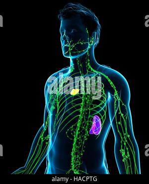 Illustration of male lymphatic system Stock Photo - Alamy