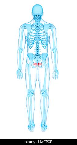Illustration of the iliococcygeus muscle Stock Photo - Alamy
