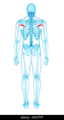 Illustration of the teres major muscles Stock Photo - Alamy