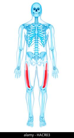 Vastus Lateralis Muscle - Anatomy Muscles isolated on white - 3D Stock ...