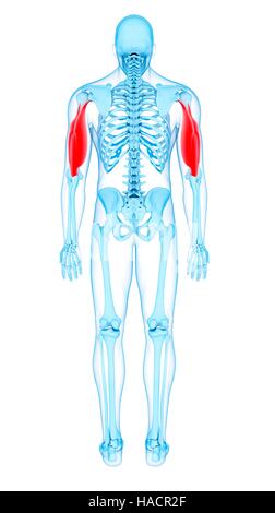 Triceps - Anatomy Muscles Stock Photo - Alamy